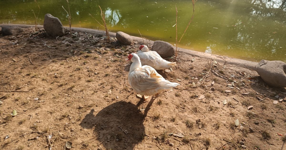 Chandigarh Bird Park: Attractions, Timings and Entry Fees